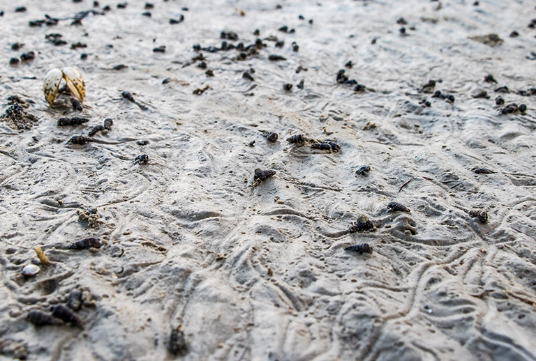 Evolution of opportunistic pathogens - European Centre for Environment ...