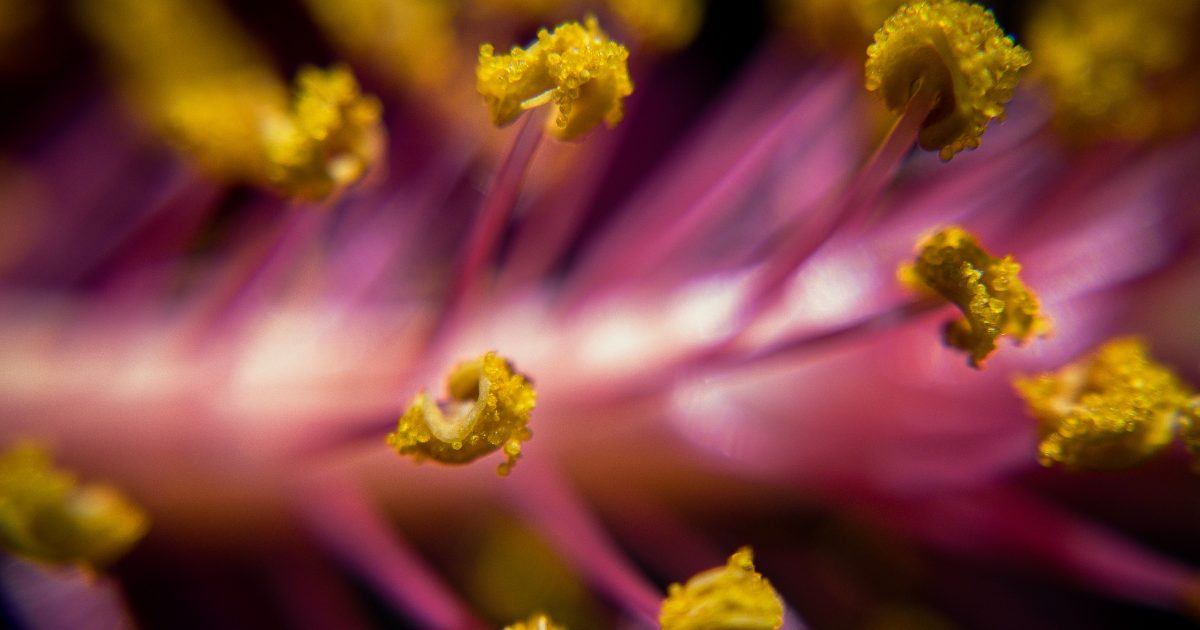 Combining public health and environmental science to develop pollen ...